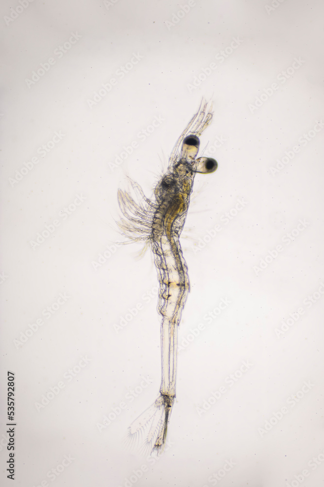 Shrimp, Mysis stage of Vannamei shrimp in light microscope, Shrimp ...