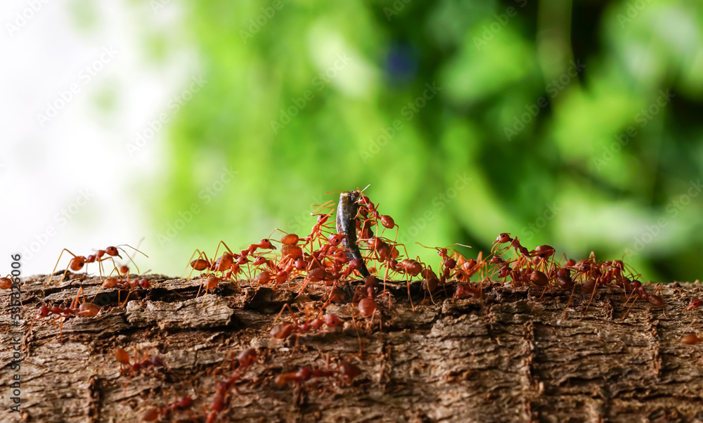 Ants help to carry food(small fish), Concept team work together. Red ...