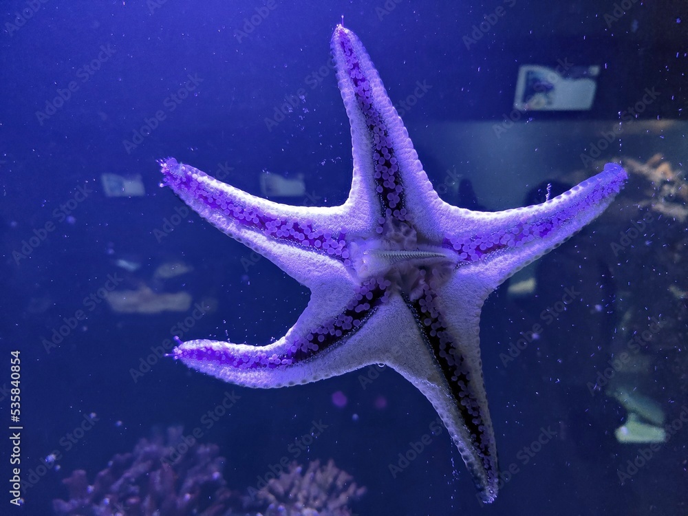 Fish Tanks at the Haus des Meeres - Aqua Terra Zoo in Vienna - An ...