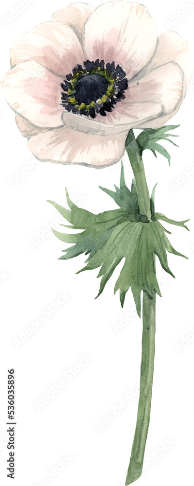 Beautiful png floral illustration with hand drawn watercolor anemone ...