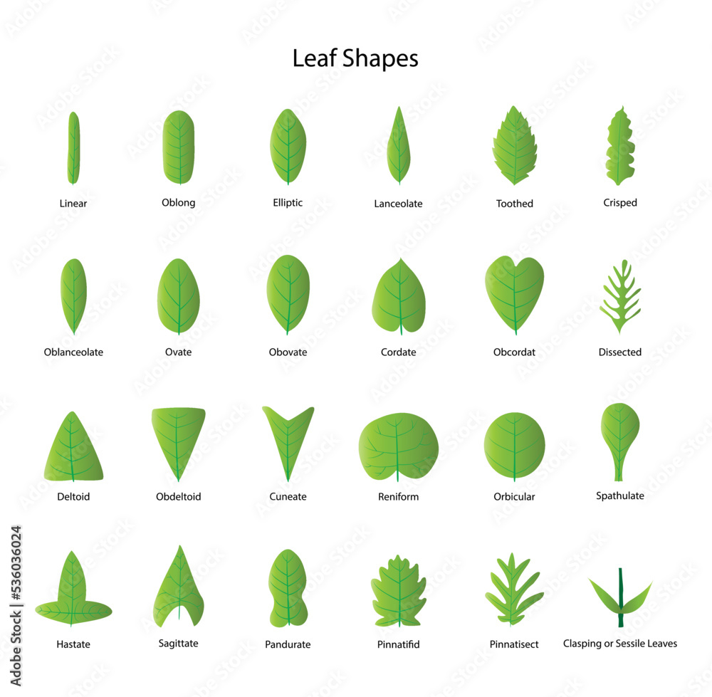 illustration of biology and plant kingdom, Leaf bases, Morphology of ...