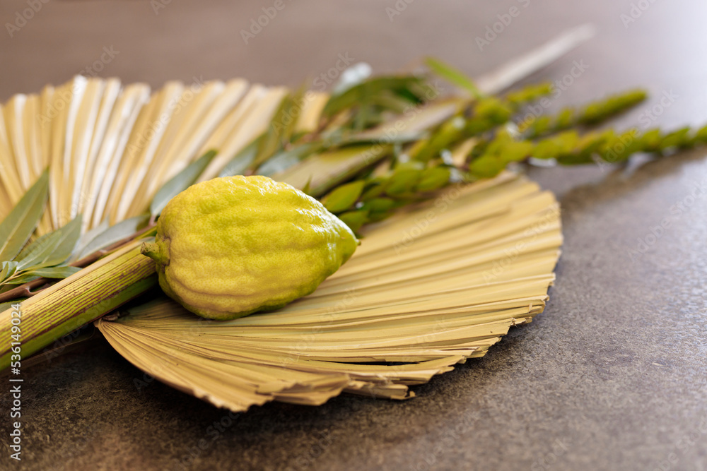 Jewish holiday of Sukkot. Traditional symbols (The four species): Etrog ...