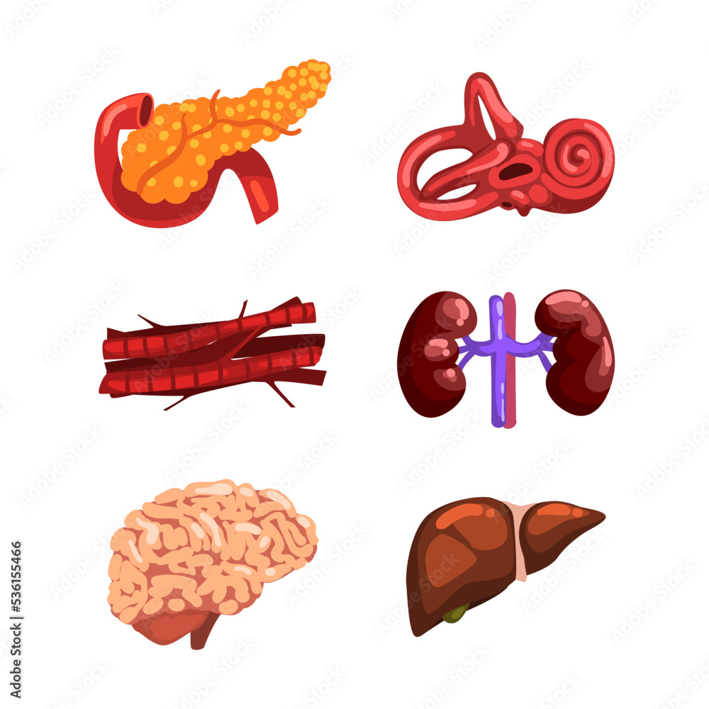 Human Internal Organs with Brain, Veins, Liver, Kidneys, Inner Ear and ...