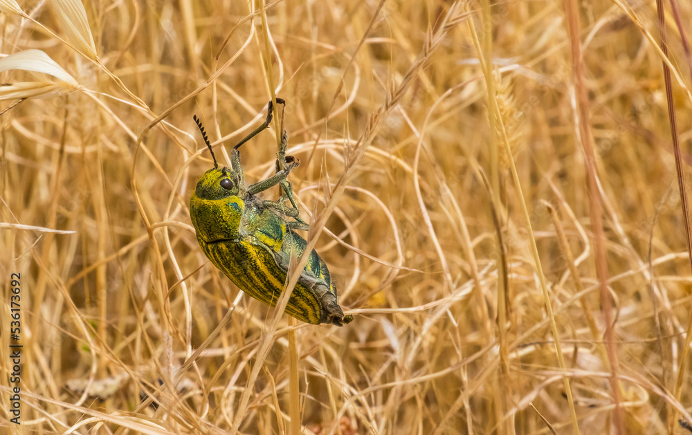 Foto Julodis is a genus of insects in the Buprestidae family ...