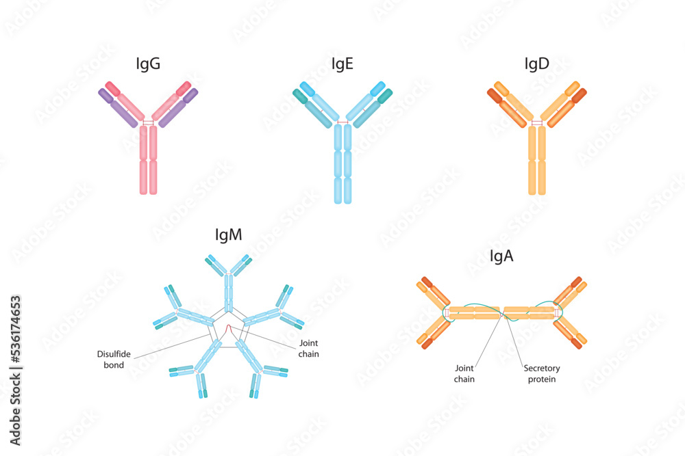 Stockvector Types of antibodies. IgG, IgM, IgA, IgD, IgE | Adobe Stock