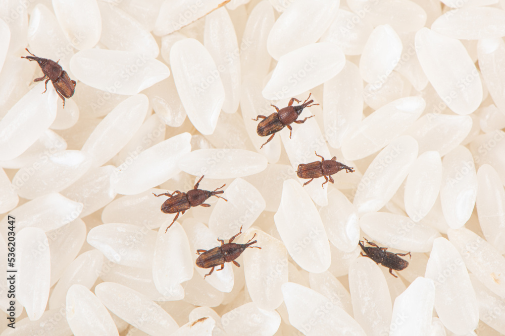 rice weevil insect damaged rice grain. Stock Photo | Adobe Stock