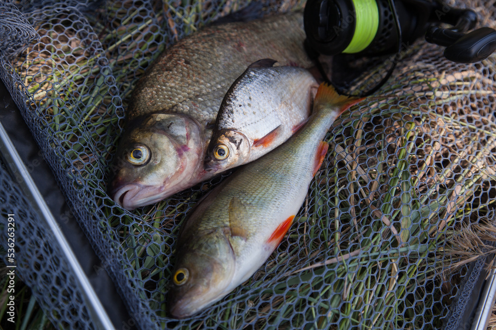 Assort kinds of fish - freshwater common bream, common perch or ...