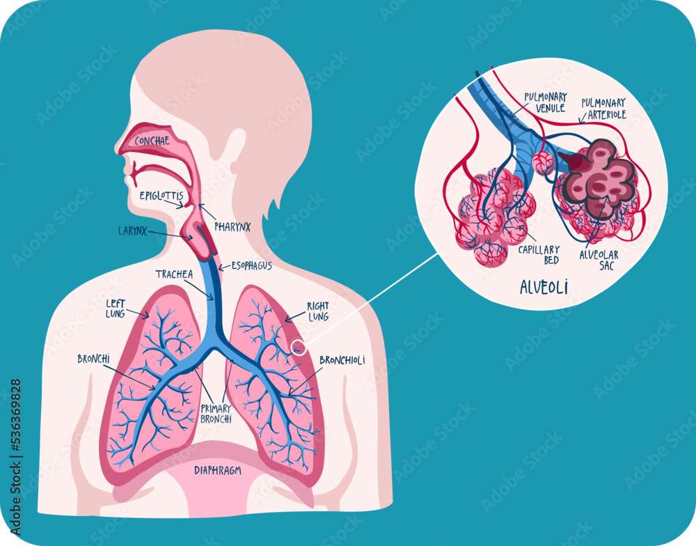 Human Respiratory System.Trachea, lungs and alveoli. Anatomy hand drawn ...