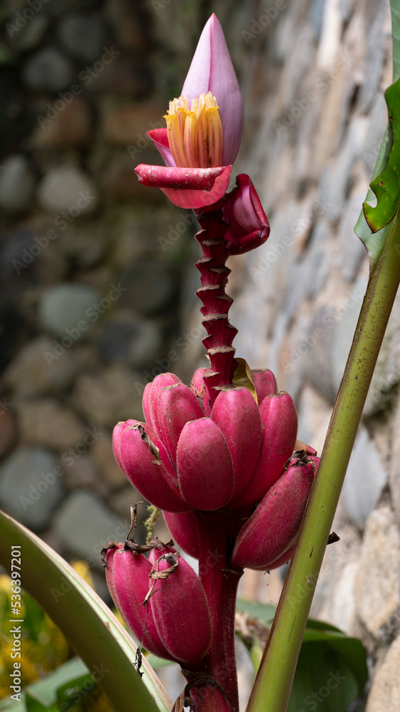 Ensete ventricosum, commonly known as enset or ensete, Ethiopian banana ...
