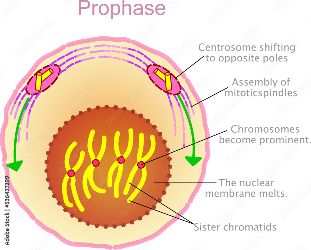 Prophase phase anatomy. First stage of mitosis, meiosis. Condensation of chromatin reticulum ...