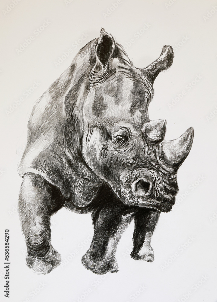 Illustration - a portrait of a rhinoceros. A drawing of a massive rhino ...
