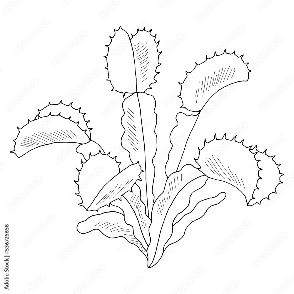 Venus flytrap plant graphic black white isolated sketch illustration ...
