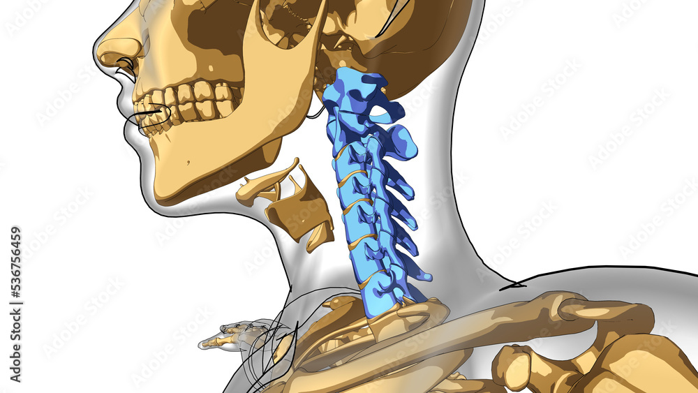 Human skeleton cervical curve vertebrae anatomy for medical concept 3D ...