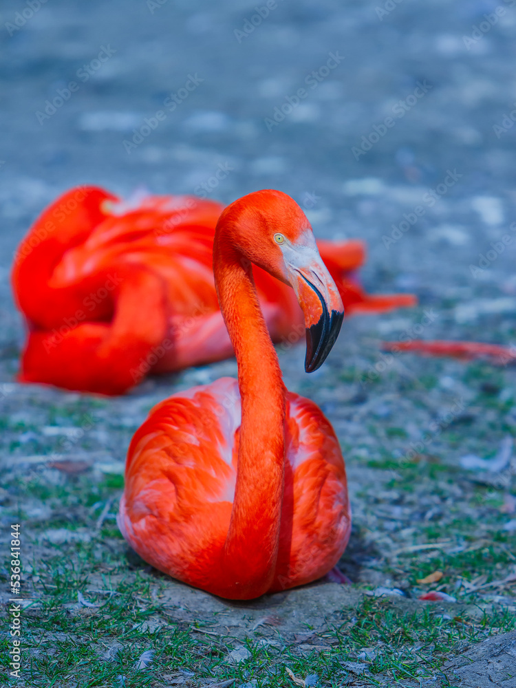 Flamingos or flamingoes are a type of wading bird in the family ...