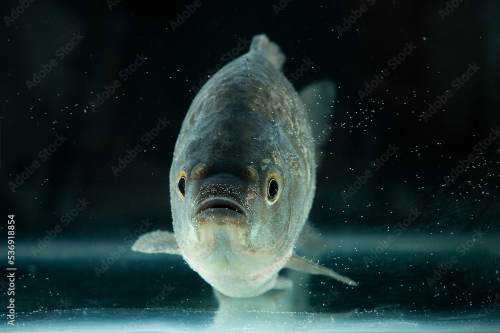 Freshly Crucian carp fish swimming in aquarium. Stock Photo | Adobe Stock