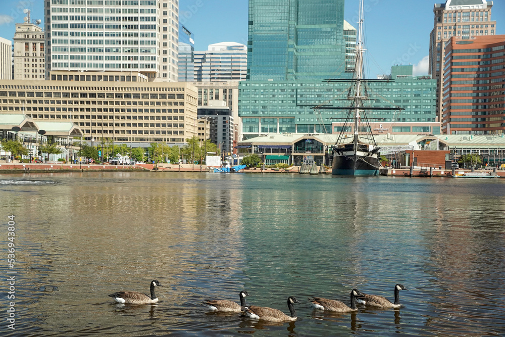 canadian goose swimming in baltimore maryland inner harbor Stock Photo ...