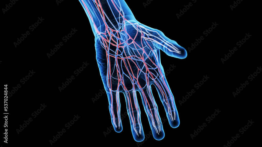 Stock-Illustration „3d rendered medical illustration of the vascular ...