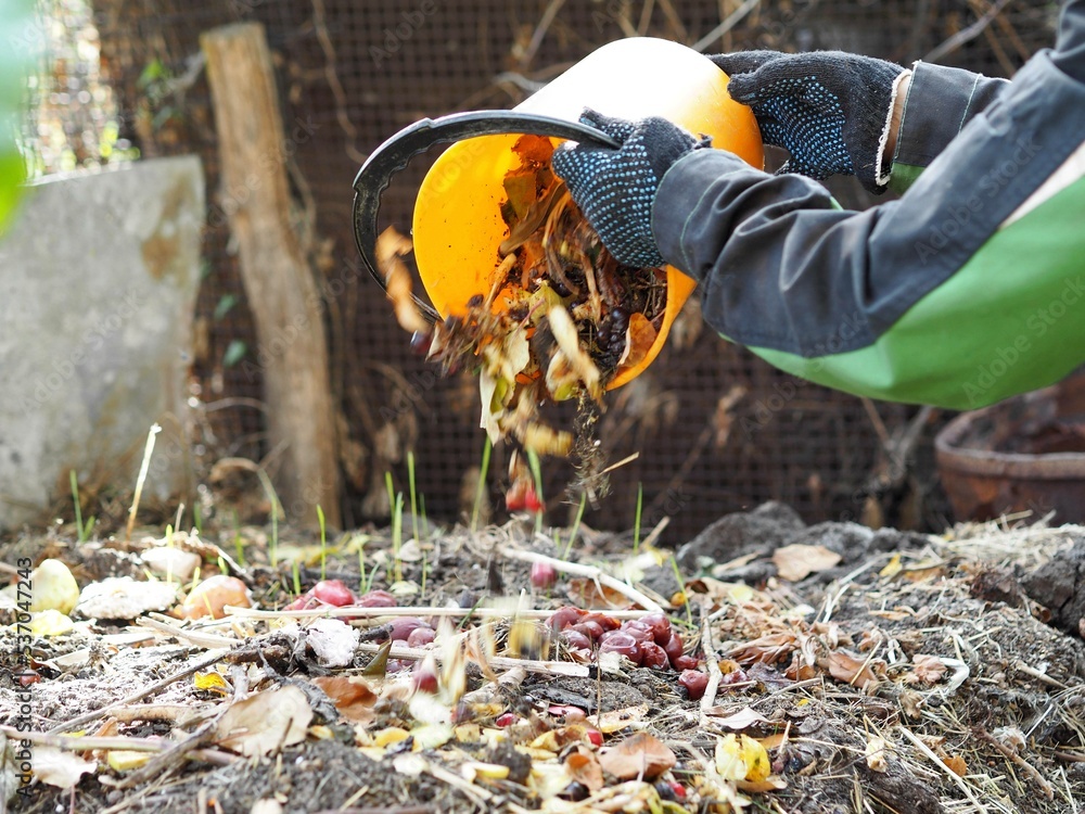 A woman throws kitchen waste into a compost heap with layers of organic ...