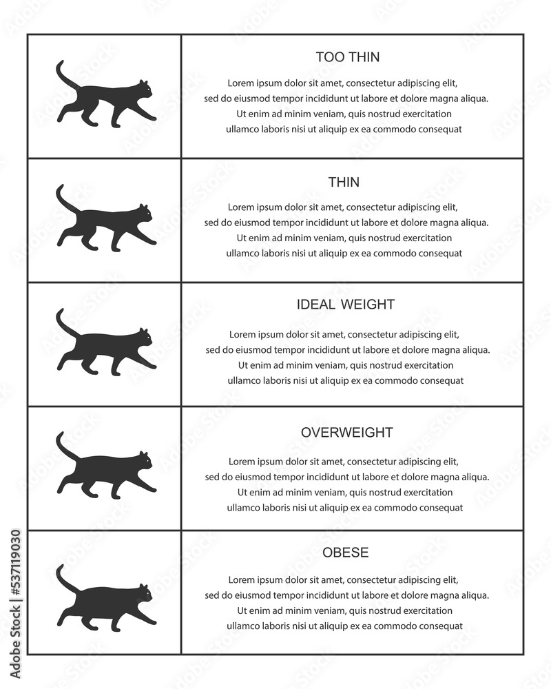 Vector de Stock Cat weight chart in infographic table. Kitties ...