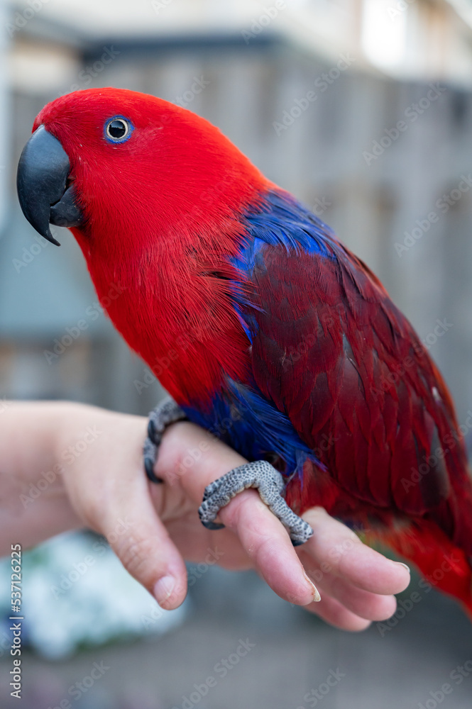 Eclectus female parrot native to the Solomon Islands, Australia, and ...