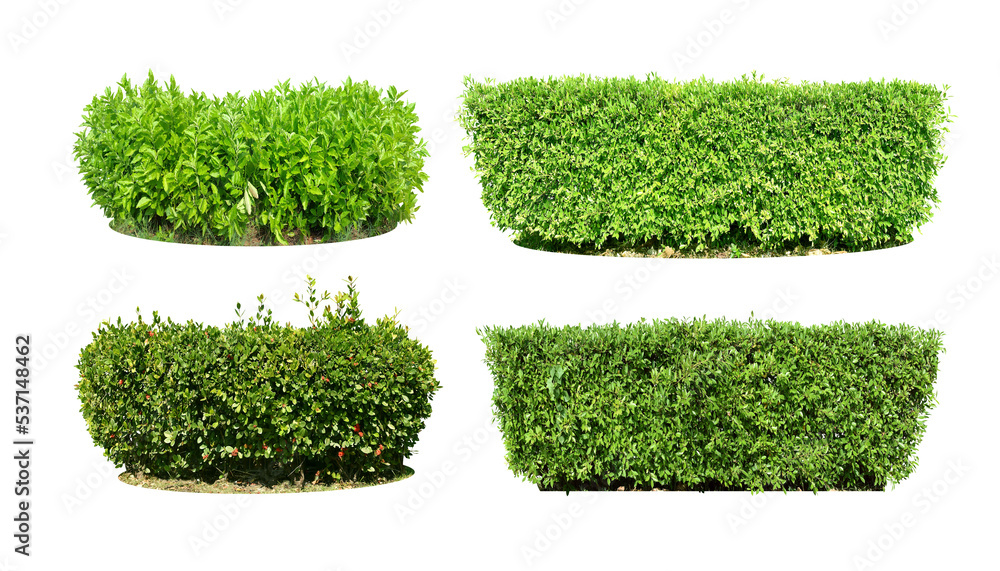 Ixora Ornamental plants and Green leafed bushes. (shrub) Square shape ...