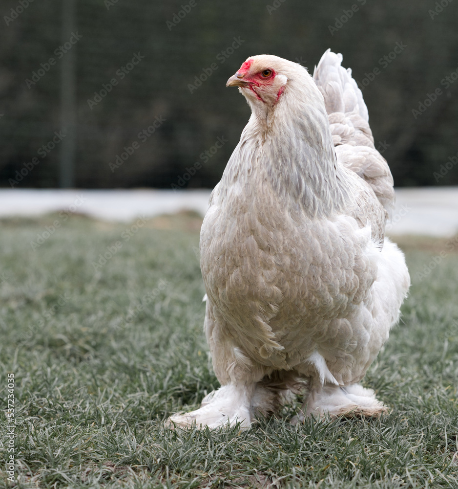 poule de race brahma géant, de couleur gris perlé, ou isabelle, race ...