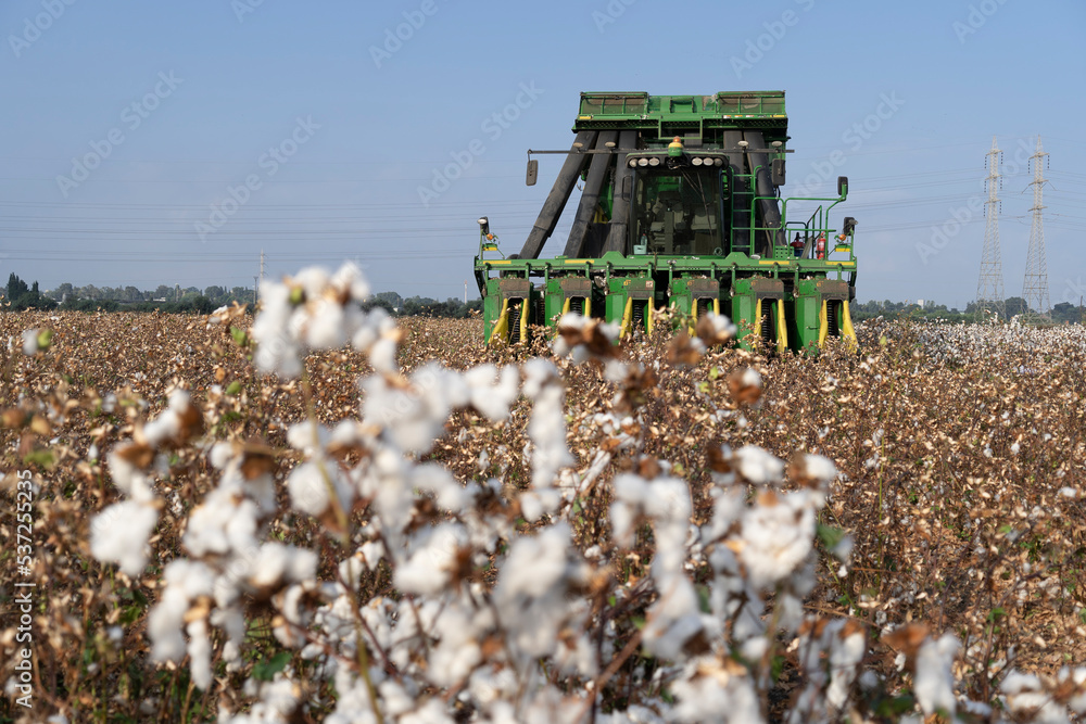 Foto de Stock John Deere type cotton picker, 6 rows in a cotton field ...