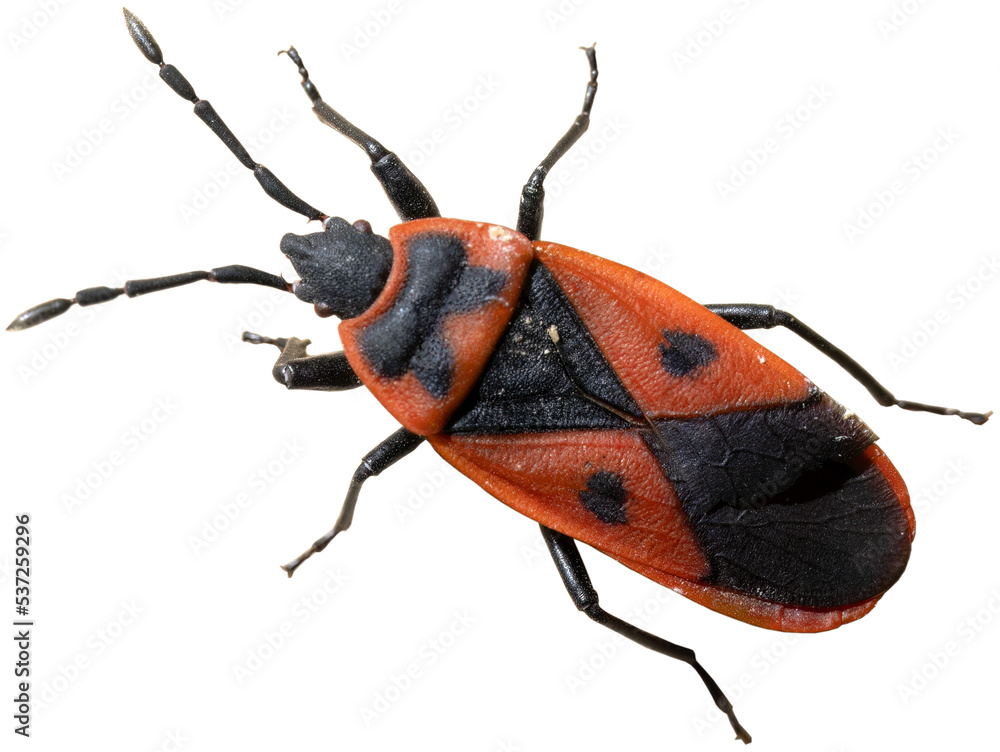Firebug, Pyrrhocoris apterus, isolated on white background, top view, detailed macro ...