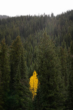 Lone Aspen Tree Free Stock Photo - Public Domain Pictures