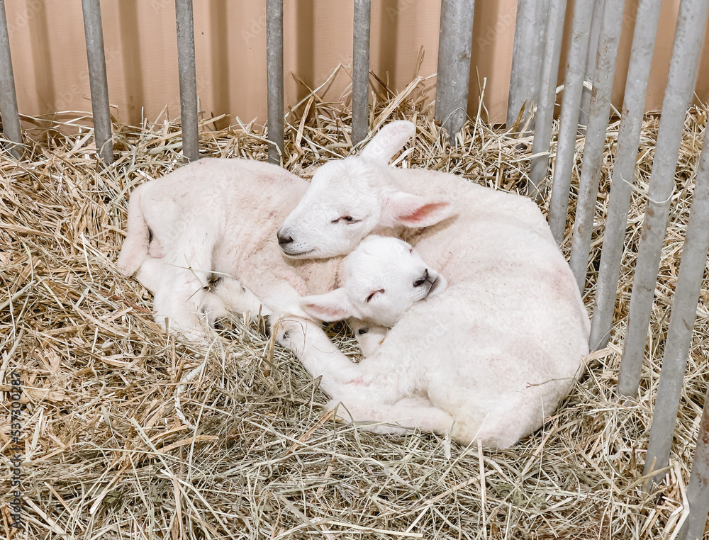 Sleeping lamb cuddling with one another in a pile of hay. These cute ...