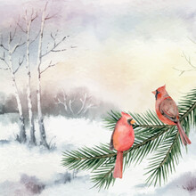 Cardinal Winter Scene Free Stock Photo - Public Domain Pictures