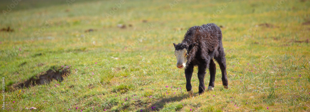 A herd of yaks graze in the mountains. Himalayan big yak in a beautiful ...