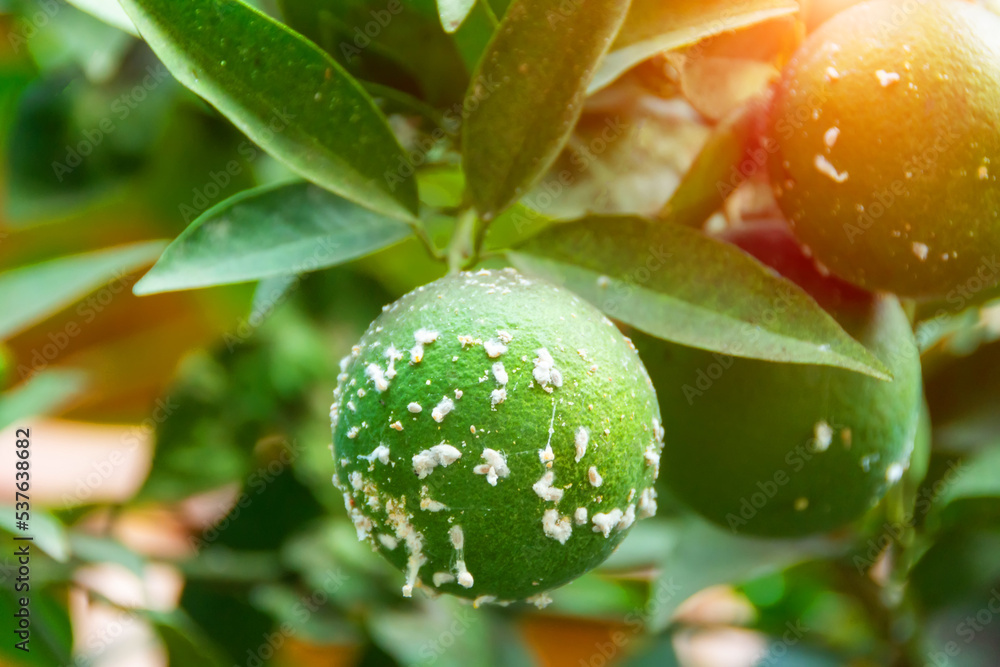 Citrus mealybug, Planococcus citri Hemiptera Pseudococcidae is the ...