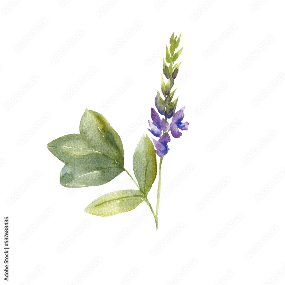 watercolor drawing plant of East Asian arrowroot, Pueraria lobata ...