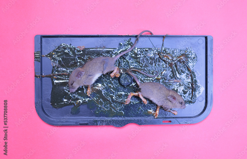 Two teenage mice are stuck on a sticky surface of a glued board. Rat ...