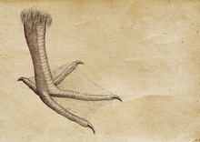 Wing And Feet Of Decaying Bird Free Stock Photo - Public Domain Pictures