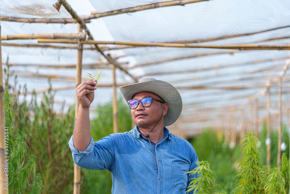 Growers inspect cannabis flowers cannabis plants and hemp ...