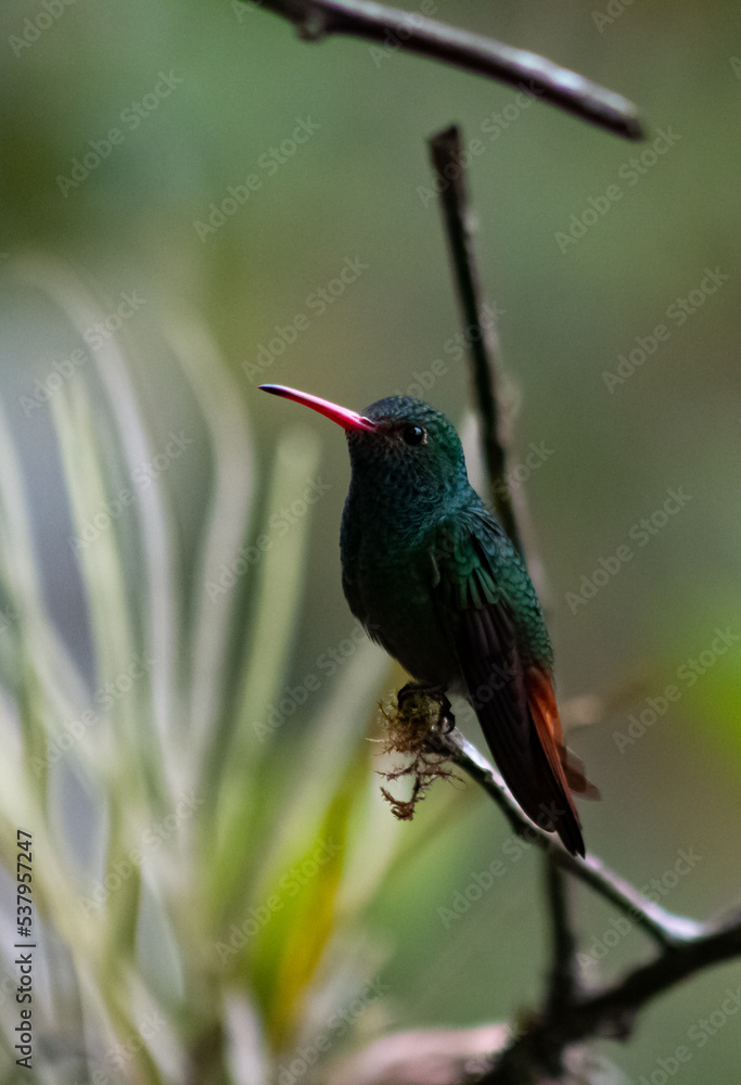 Colibríes de diversas especies pertenecientes al Chocó Andino de Mindo ...
