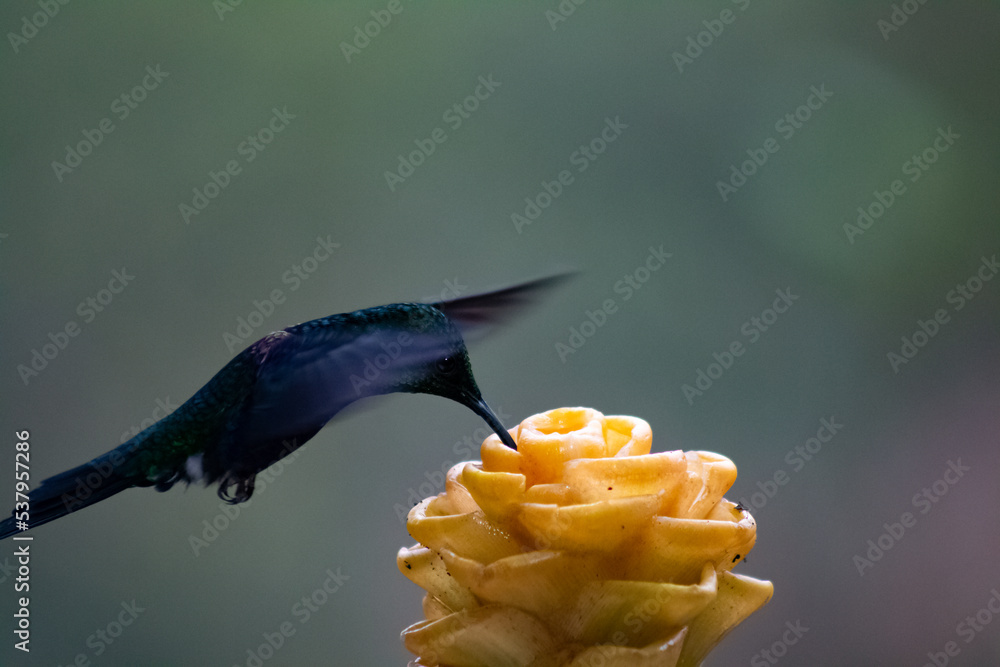 Colibríes de diversas especies pertenecientes al Chocó Andino de Mindo ...