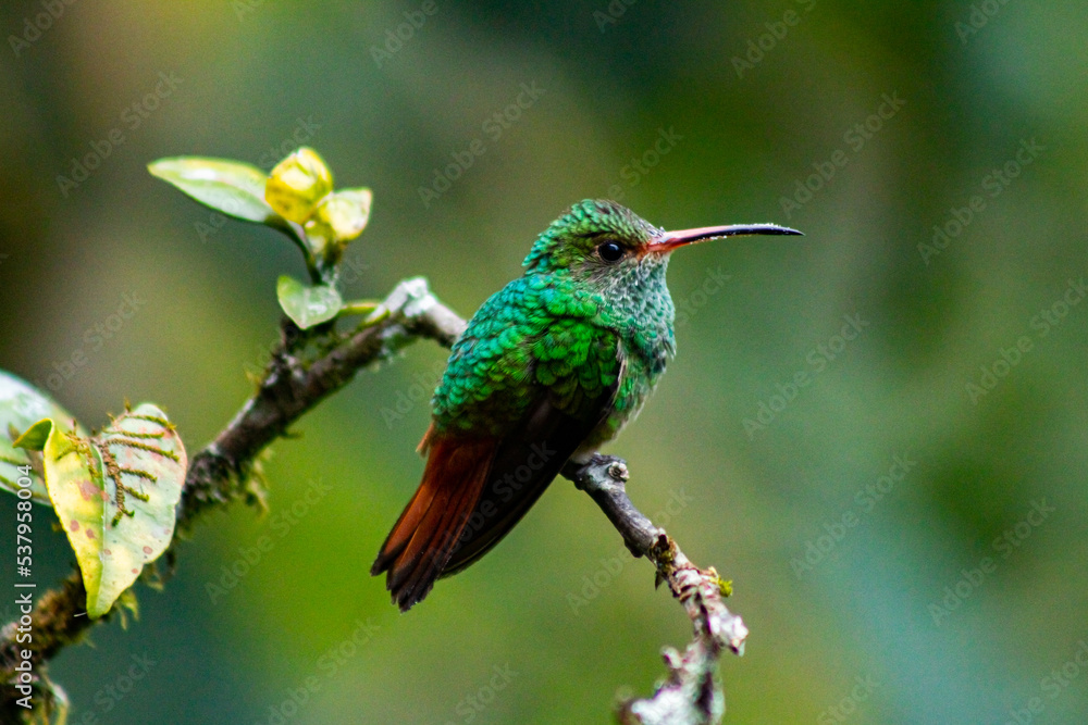Colibríes de diversas especies pertenecientes al Chocó Andino de Mindo ...