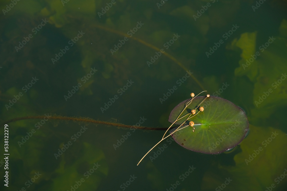 Flax seeds pods on the water lily leaf. Freshwater algae. Ecosystem ...