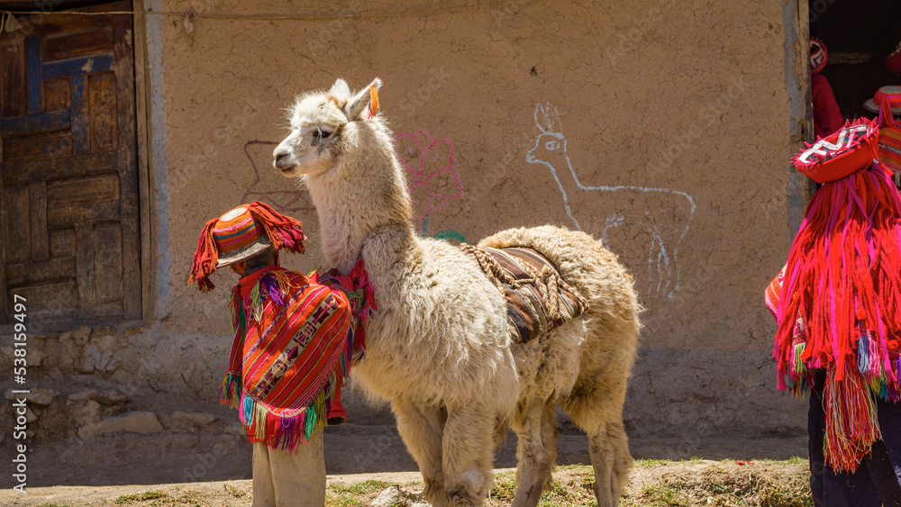 Kid and llama in Huilloc andean town cusco peru Stock Photo | Adobe Stock