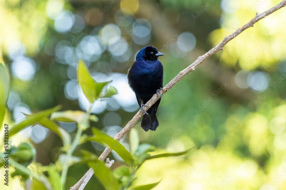 The Shiny Cowbird also Know as Chupim or Mirlo. All the beauty and the ...