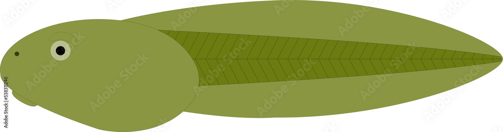 Tadpole is the larval stage in the life cycle of an amphibian. Stock ...