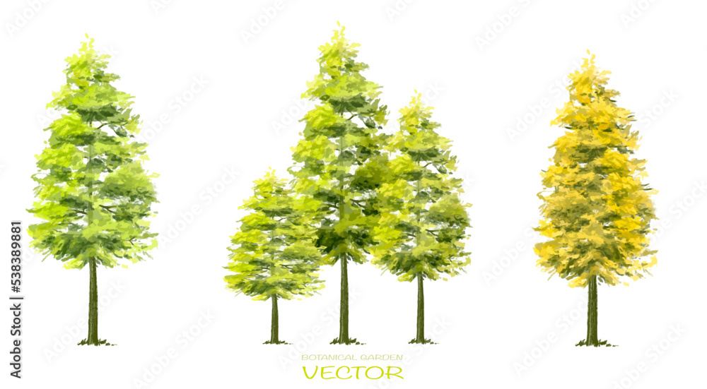 Vector watercolor of pine tree side view isolated on white background ...