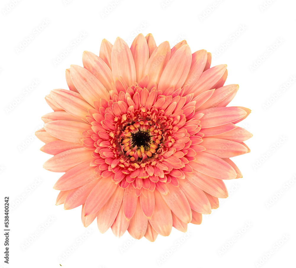 gerbera flower isolated on transparent png Stock Photo | Adobe Stock
