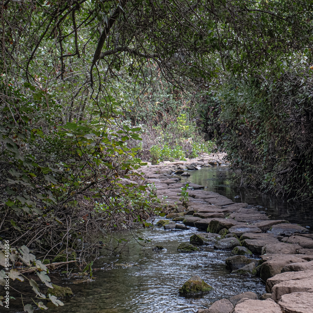 Dan River side stream, originating from Tel Dan springs, the largest of ...