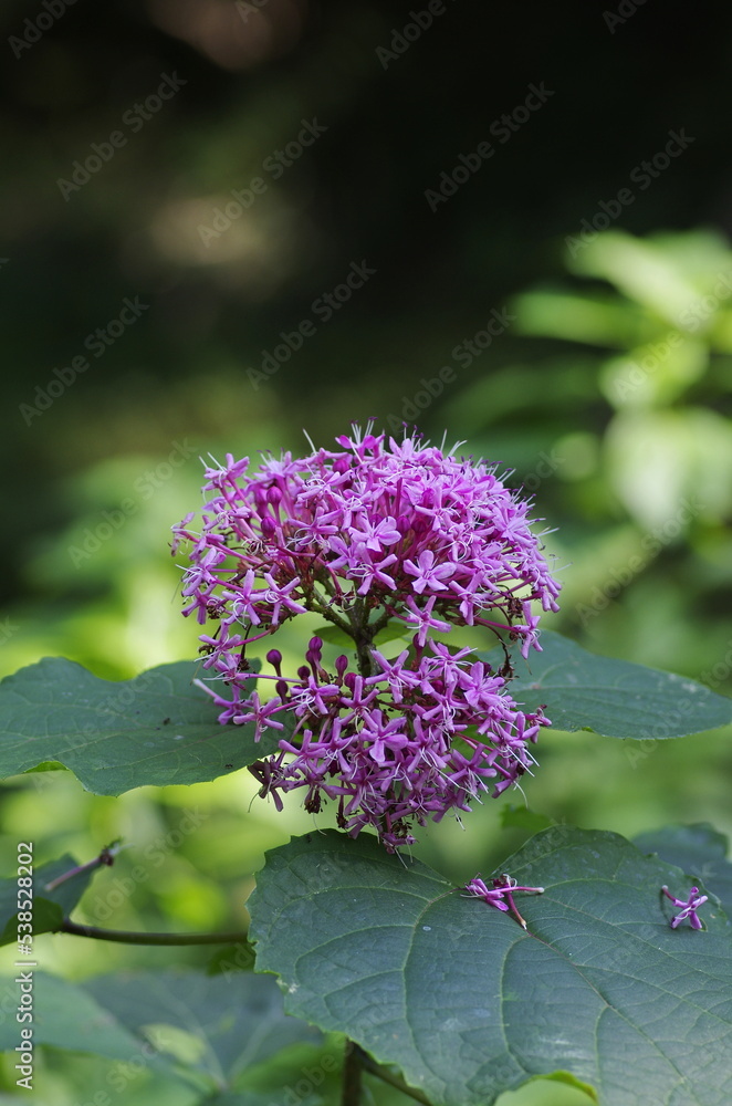 BotanKusagi (Clerodendrum bungei), deciduous shrub in the family ...