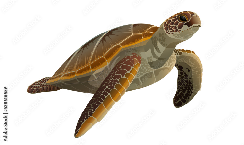 Realistic detailed ocean turtle, sea tortoise isolated on white ...
