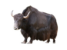 Yak Free Stock Photo - Public Domain Pictures
